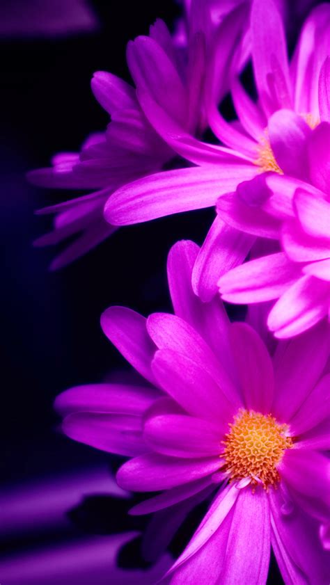 🔥 50 Sexy Iphone Wallpapers 5s Wallpapersafari 🔥 50 Sexy Iphone Wallpapers 5s Wallpapersafari