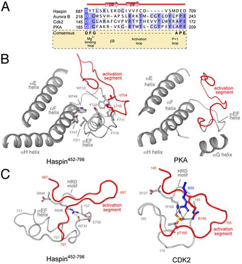 Conformation Of Haspins Activation Segment A Multiple Sequence