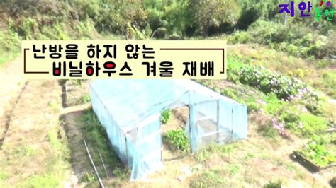 한겨울 난방 없이 비닐하우스에서 채소 싱싱하게 기르기 완결편 Youtube