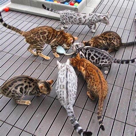 Meowing Chirping Yowls Noisy Bengal Cats Talking Beautiful Cats
