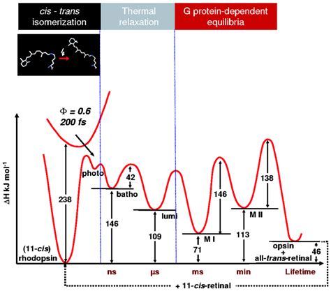 7 The Energy Landscape Of The Visual Cycle Of Rhodopsin A 2 8 ˚ A Download Scientific Diagram