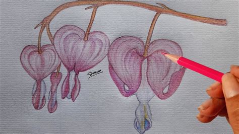 How To Draw Bleeding Heart Flower Color Pencil Sinoun Drawing Youtube