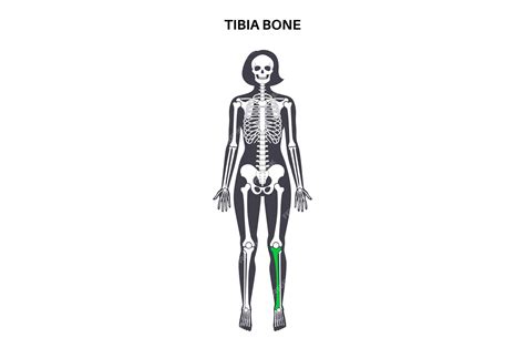 Premium Vector Tibia Bone Anatomy