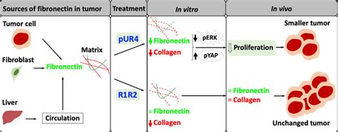Summary Fibronectin Produced By Tumor Cells Fibroblasts And Coming Download Scientific