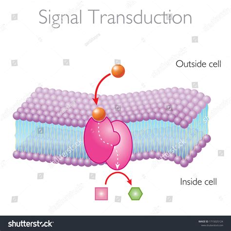 Signal Transduction Functions Membrane Proteins Structure Stock Vector