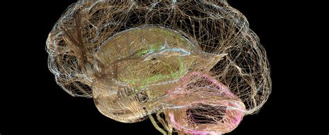 In Vivo Construction Of The Central Amygdala And Trigeminal Motor Nucleus White Matter Pathway