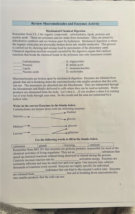 Solved Review Macromolecules And Enzymes