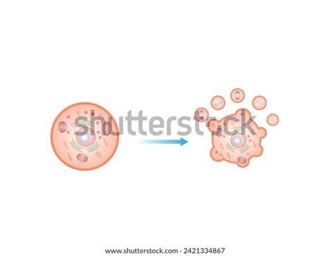 Apoptosis Programmed Cell Death Aging Process Stock Vector Royalty Free 2421334867 Shutterstock