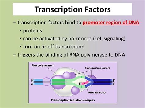 Chapter 17 From Gene To Protein Ppt Download