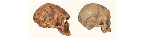 Neanderthal Skull Characteristics Neanderthal Anatomy Wikipedia