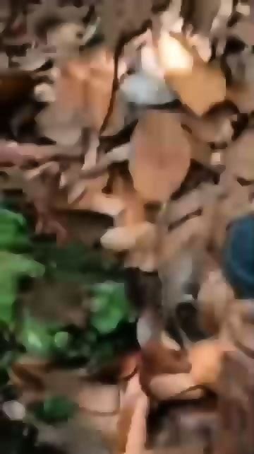 Beautiful🥰virgin Nepali College Girl😍fucking With Her Bf In Forest🌳🌴 Eporner