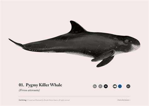 Dwarf Killer Whale