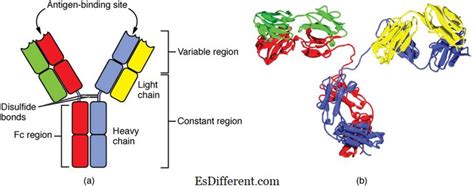 Perbedaan Antara Igm Dan Igg Igm Vs Igg Sains And Alam 2026