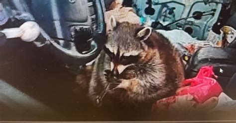 Whats Next For The Raccoon Found With Meth Pipes