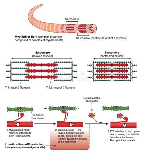 Cardiac Muscle Tissue Sarcomere Slide Labeled Muscle Tissue Clinical