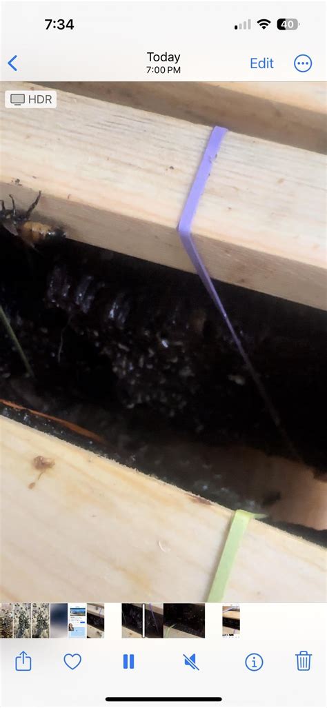 New Hive Question Rbeekeeping