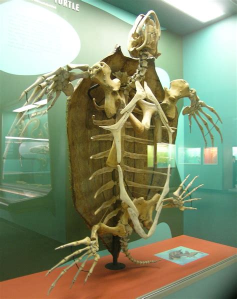 Giant Sea Turtle Skeleton