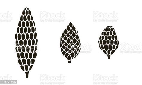 소나무 또는 전나무 침엽수 콘 세트의 벡터 손으로 그린 낙서 그림 0명에 대한 스톡 벡터 아트 및 기타 이미지 0명 12월