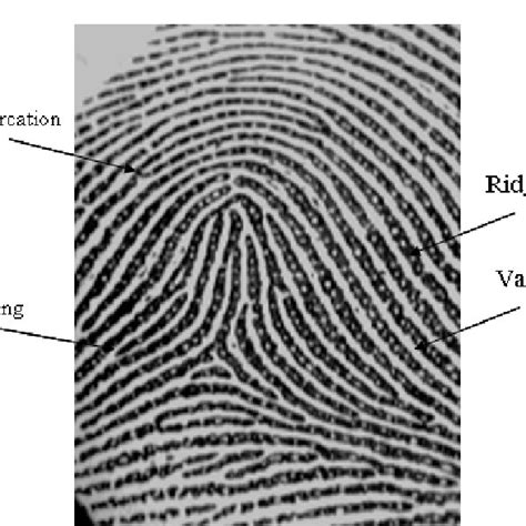 Reference Point Sectors And Region Of Interest In The Fingerprint Download Scientific Diagram