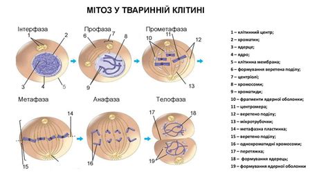 Клітинний цикл Регуляція клітинного циклу презентация онлайн