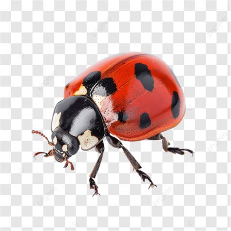 3차원 무당벌레 딱정벌레 곤충 검은색 하얀색 반점 Png 일러스트 및 이미지 에 대한 무료 다운로드 Pngtree