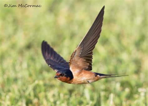 Ohio Birds And Biodiversity Shooting Swallows In Flight Good Luck