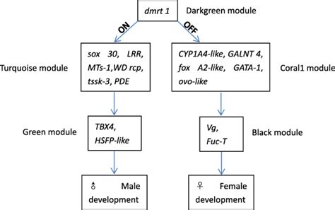 Transcriptomics Analysis Revealing Candidate Genes And Networks For Sex Differentiation Of Yesso