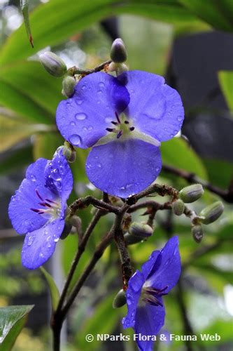Nparks Dichorisandra Penduliflora