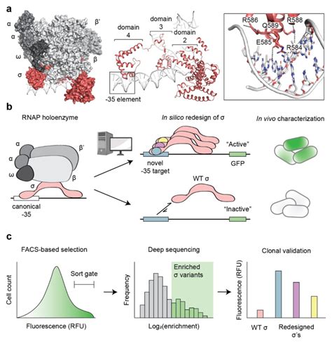 Engineering σ70 Variants With Novel Promoter Specificity A