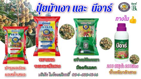 ลำไยลูกเล็ก ติดผลอ่อน บริษัท ไบโอเคมิสทรี่ จำกัด