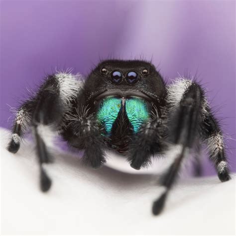 Jumping Spiders The Care And Keeping Of 8 Legged Cats Chasing Bugs