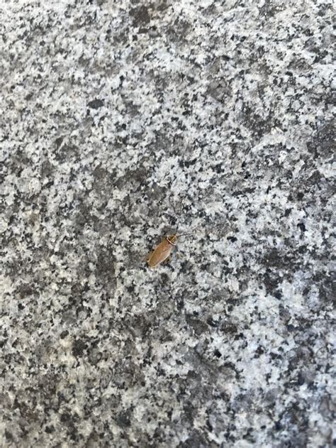 Is This A Type Of Cockroach Rwhatsthisbug Is This A Type Of Cockroach Rwhatsthisbug