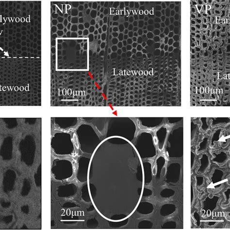 Microstructure Of The Specimens In Three Different Conditions The Download Scientific Diagram