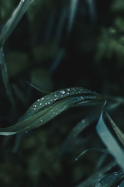 Пин от пользователя Navernomsh на доске Wallpaper Лесной фон Зеленые фоны Фоновые рисунки