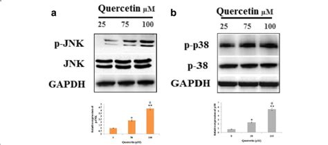 Quercetin Causes Phosphorylation Of C Jun N Terminal Kinase Jnk And Download Scientific