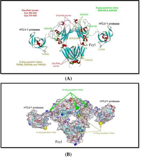 Bioinformatic Analysis And Homology Modelling Of Htlv 1 Pr Hfcγ1 Fusion