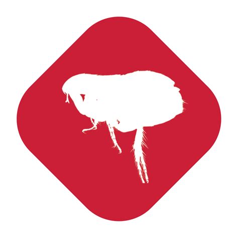 Cafard Maison Causes Dangers Et Solutions Est Nuisibles