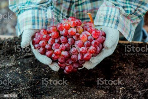 손에 신선한 과일을 가진 농부 가을 수확 각막 과일과 야채가 있는 가을 시즌 추수 감사절 개념입니다 풍요의 뿔에 대한 스톡 사진 및 기타 이미지 Istock