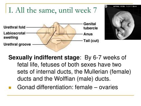 Ppt Development Of Reproductive Anatomy Powerpoint Presentation Free