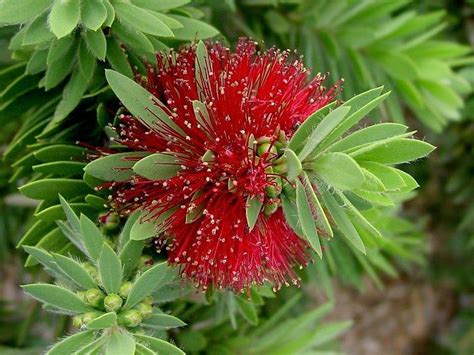 Plantfiles Pictures Callistemon Dwarf Bottlebrush Little John