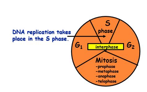 Dna Replication Models Types Requirements Significance Sciencevivid