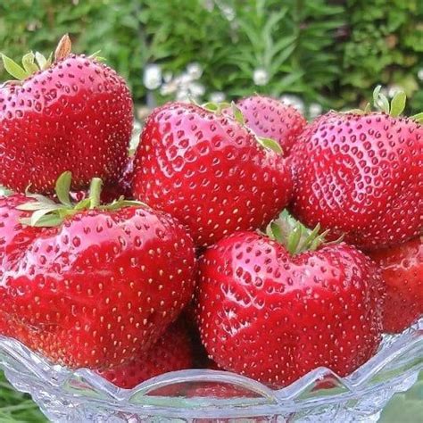 Клубни Земляника и клубника МастерСад купить по выгодной цене в ...