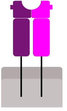 MHC II Diagram Quizlet