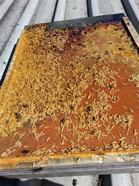 Beekeeping 101