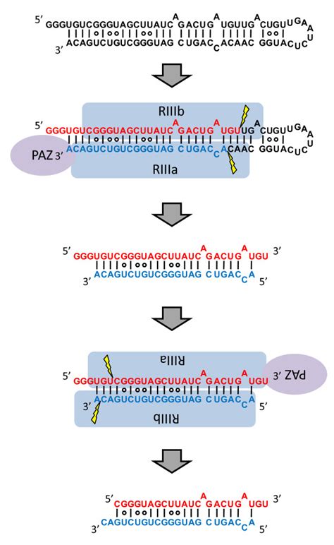 Model Of The Two Step Processing Of Hairpin RNA With Overhangs Download Scientific Diagram