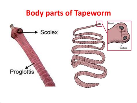 Tapeworm Biology At Marilyn Stumpf Blog