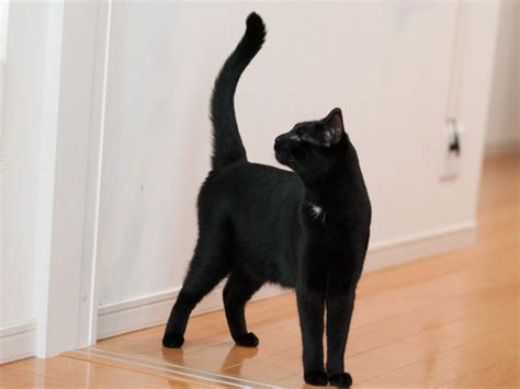 呆然自失する飼い主と普段通りの愛猫 「犬や猫ともっと幸せに」をコンセプトにしたwebメディア「sippo」