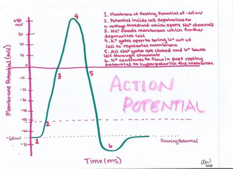 Action Potential Diagram