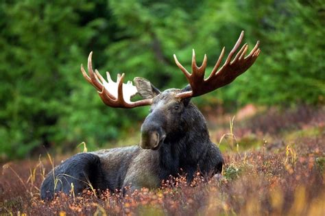 Where Can I View Wildlife In Alaska Bears Moose And More