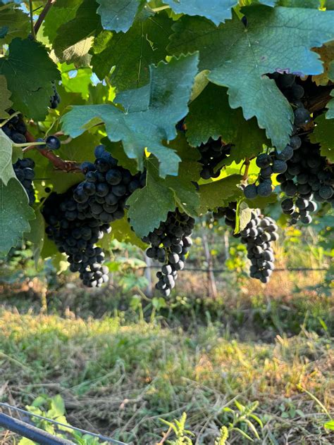 იყიდება იყიდება მცირე მეღვინეობა Small Winery For Sale